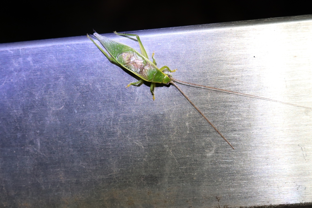 Green Tree Cricket from 定林路 on August 5, 2022 by 张艺言 · iNaturalist