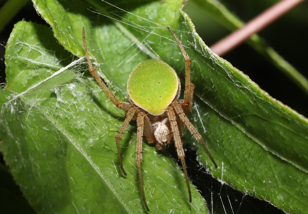 Neoscona mellotteei from Район Тоцука, Иокогама, Канагава, Япония on ...