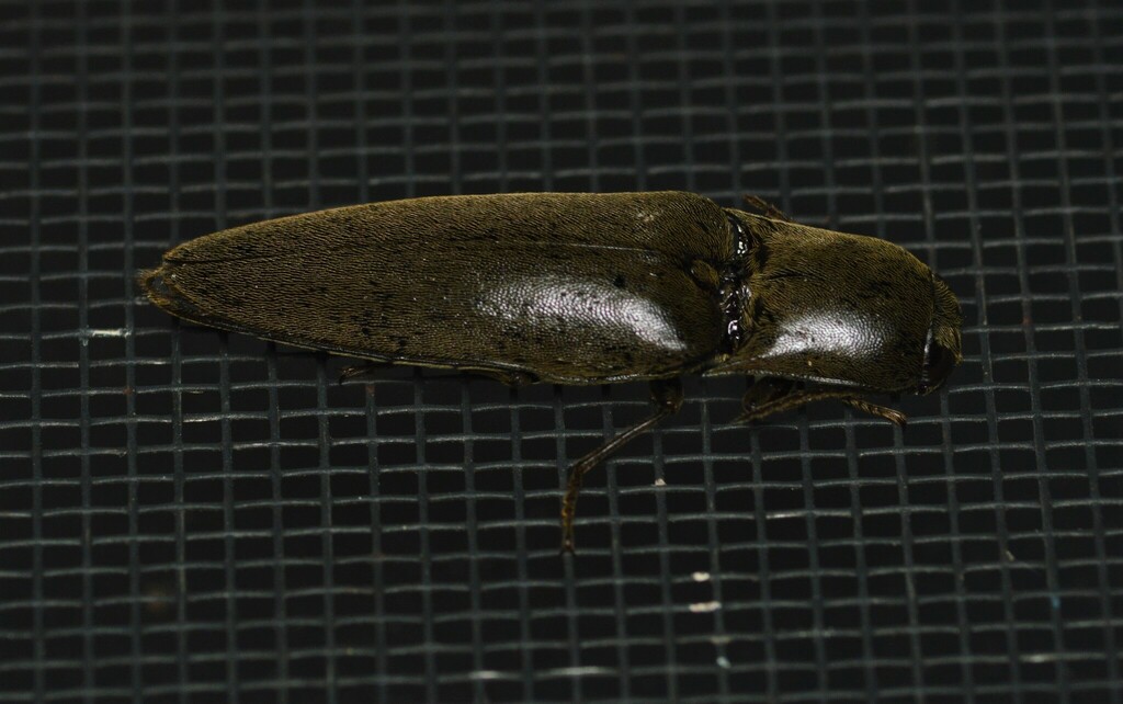 Orthostethus infuscatus from Rural Hall, NC, USA on July 17, 2022 at 09 ...