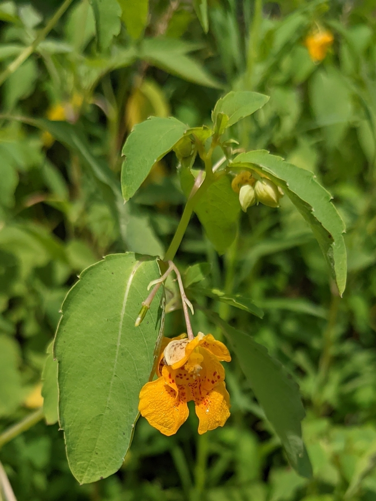 common jewelweed from Ruthven, IA 51358, USA on August 07, 2022 at 11: ...