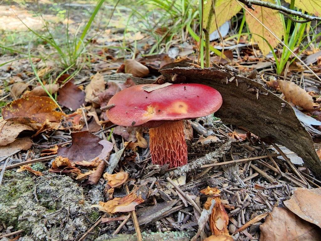 Frost's Bolete from Van Buren Township, IN, USA on August 06, 2022 at ...