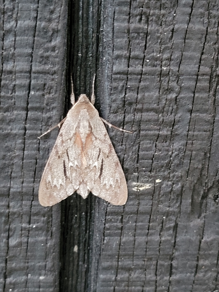 Southern Pine Sphinx from Gore, VA 22637, USA on August 06, 2022 at 06: ...