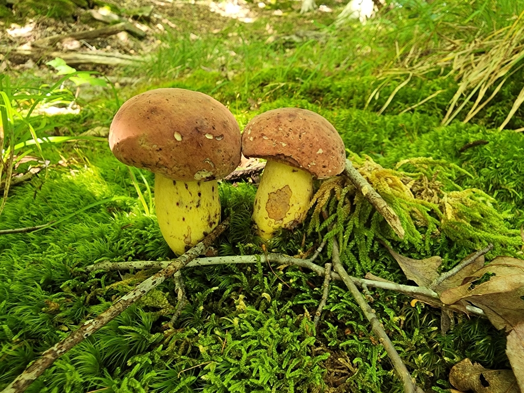 Neoboletus from Van Buren Township, IN, USA on August 06, 2022 at 05:50 ...
