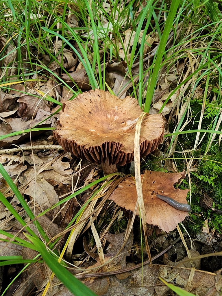 stocking webcap from Van Buren Township, IN, USA on August 06, 2022 at ...