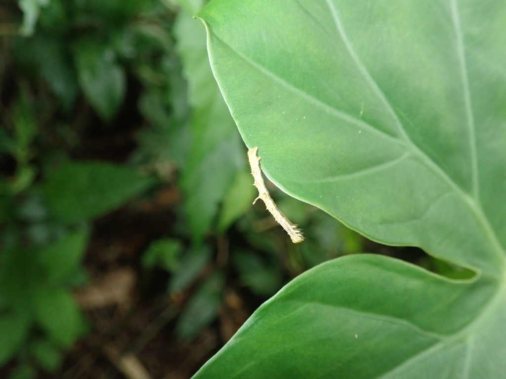 Cross-line Wave Moth from 台灣台南市東山區崁頭山 on July 16, 2022 at 10:38 AM by 謝 ...
