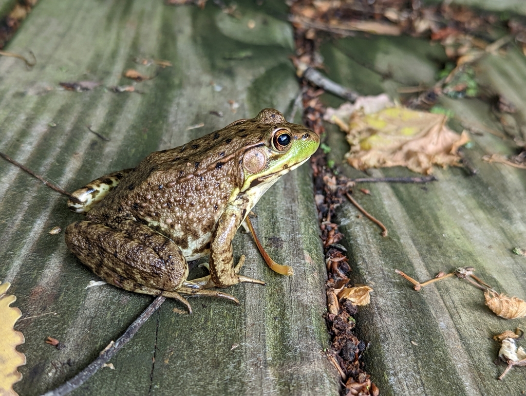 Green Frog in August 2022 by jclark5000 · iNaturalist