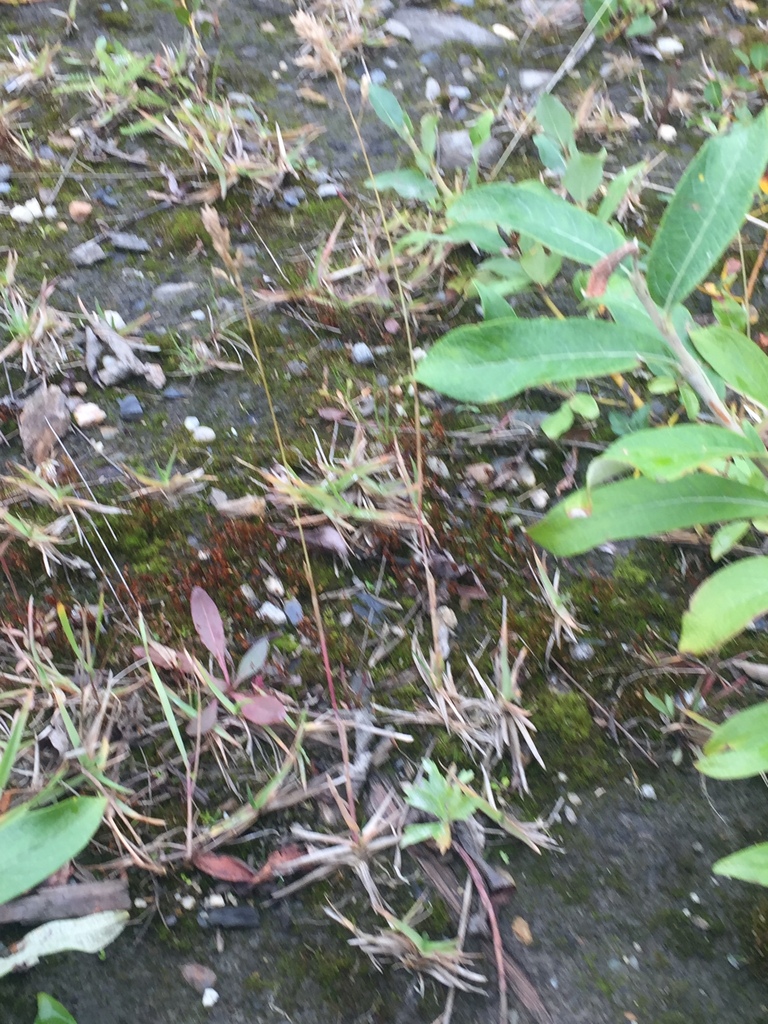 Alpine Bluegrass from Nome, AK, USA on August 07, 2022 at 03:46 PM by ...