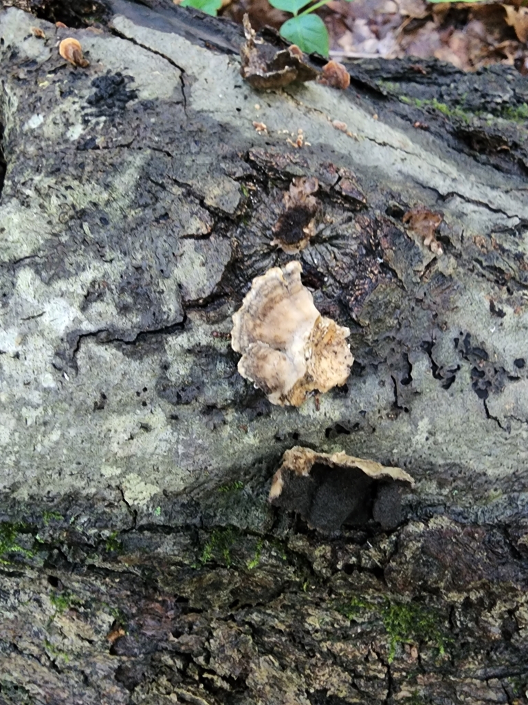 Smoky polypore from Washington Township, IN, USA on August 06, 2022 at ...