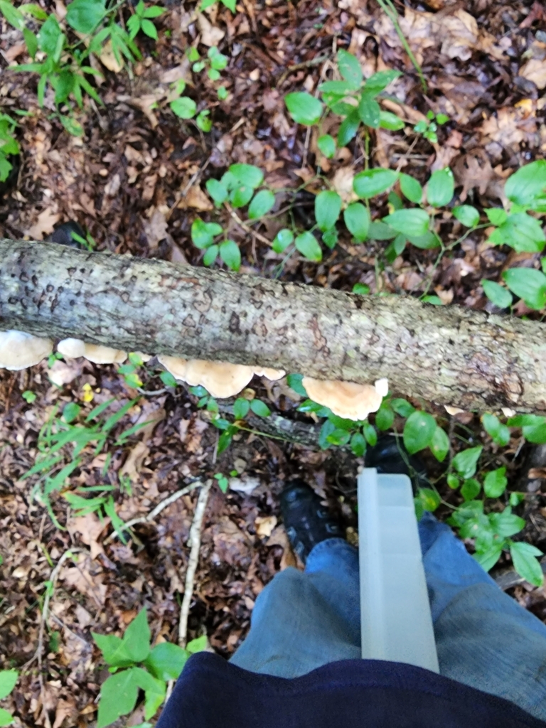 violet-toothed polypore from Washington Township, IN, USA on August 06 ...