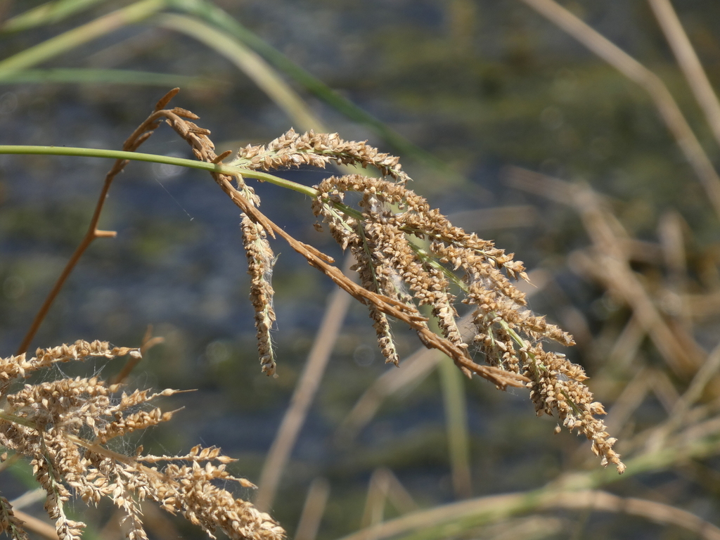 barnyardgrass from Riverside County, CA, USA on August 07, 2022 at 10: ...