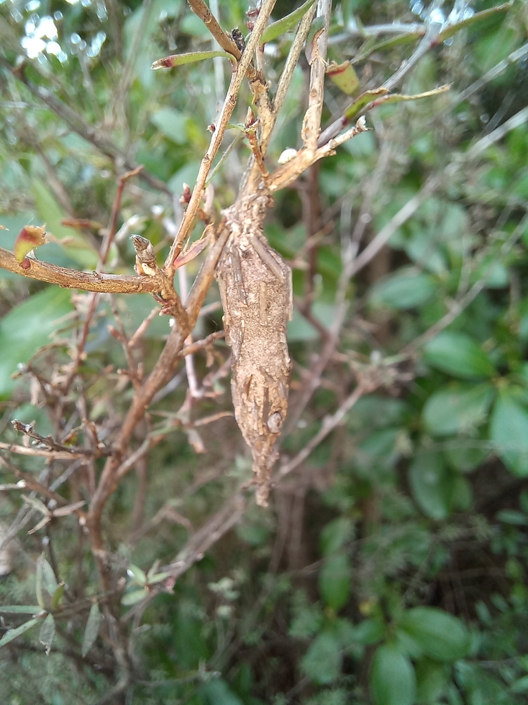 New Zealand Common Bag Moth from Lincoln 7608, New Zealand on August 08 ...