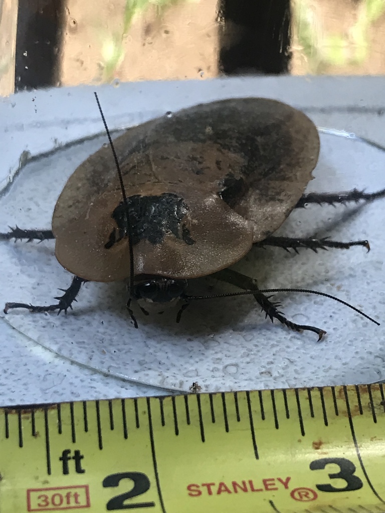 Peppered Cockroach from Cayo, , Cayo, BZ on July 27, 2018 at 12:03 PM ...