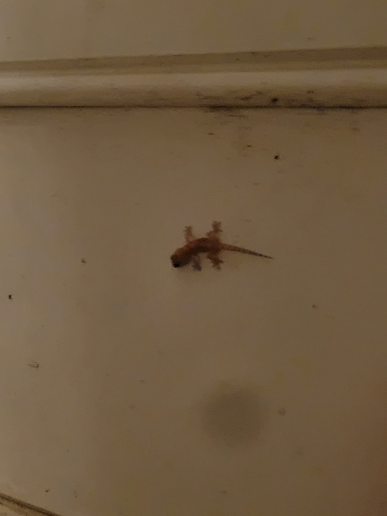 Mediterranean House Gecko from Navarre, FL 32566, USA on August 07 ...