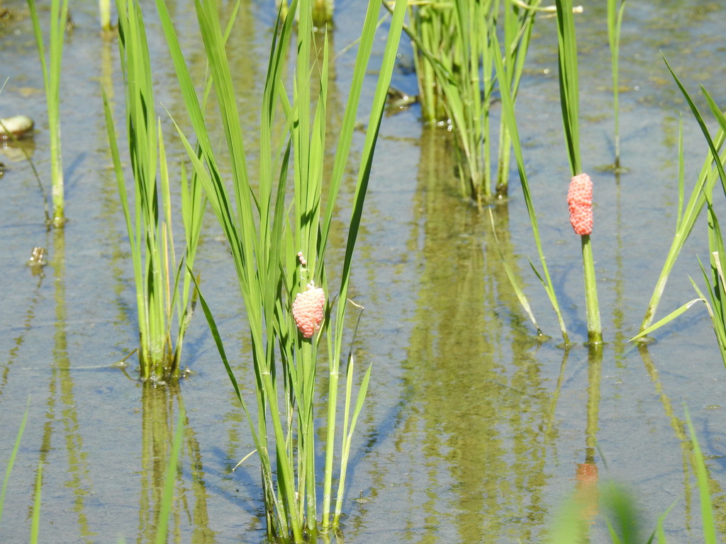 Channeled Apple Snail from 台灣南投縣 on August 08, 2022 at 09:47 AM by ...