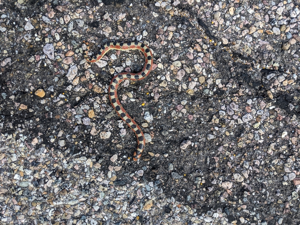 Thornscrub Hook-nosed Snake in August 2022 by tjsonger16 · iNaturalist