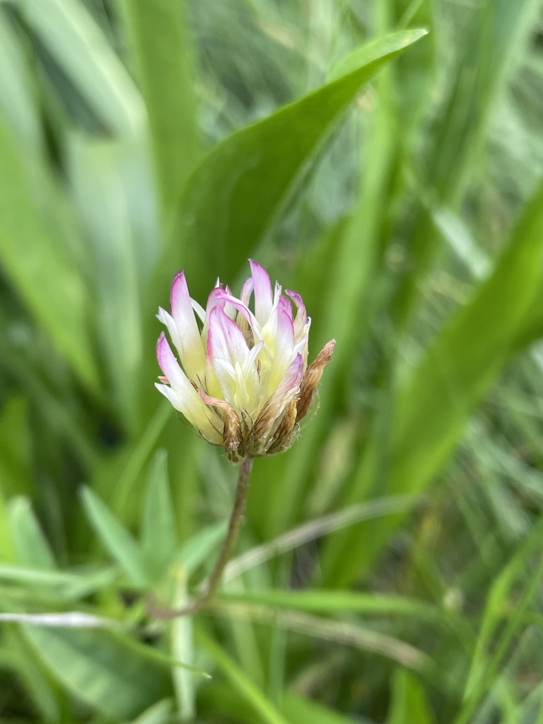 Long-stalked Clover from Inyo National Forest, Inyo, California, United ...
