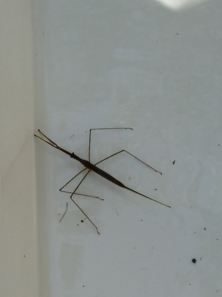 Needle Bug from Ewen maddock dam on August 08, 2022 at 10:35 AM by ...