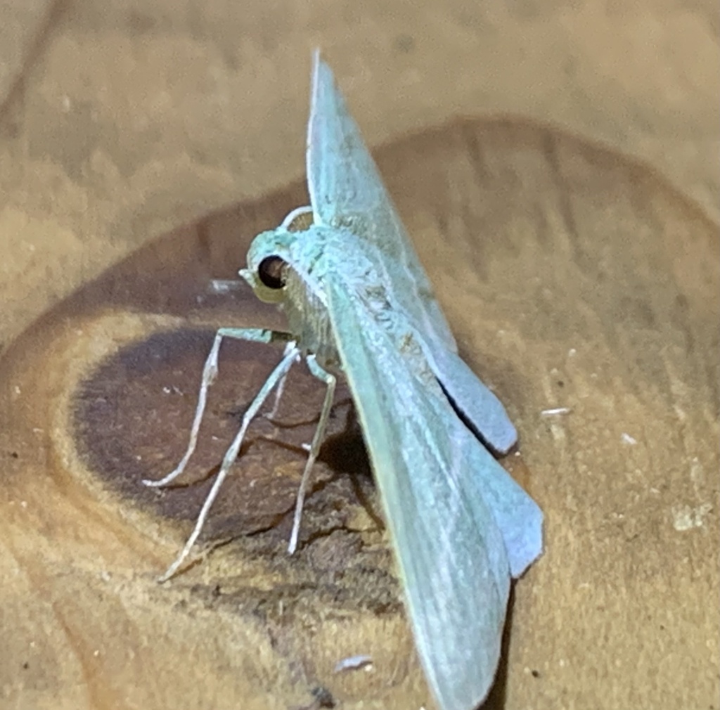 Bad-wing Moth in August 2022 by Tuktu · iNaturalist United Kingdom
