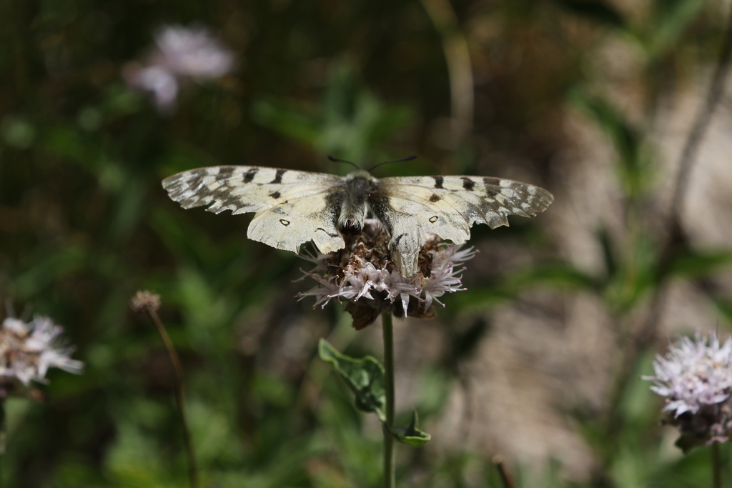 Clodius Parnassian from Alpine, Eldorado National Forest, California ...