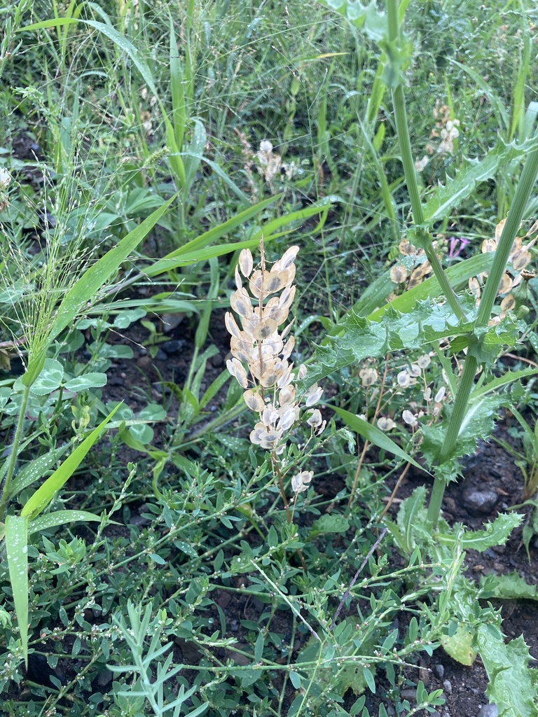 field penny-cress from Saint-Foy Sillery, Quebec City, QC, CA on August ...