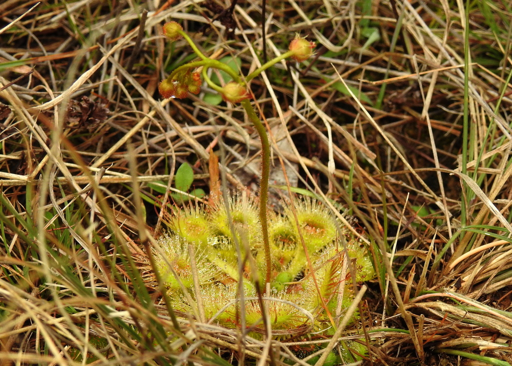 tropical sundew from Kooroongarra QLD 4357, Australia on August 06 ...