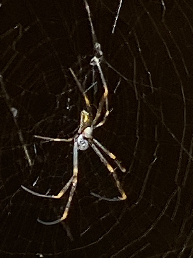 Tiger Spider in August 2022 by tolvay family · iNaturalist