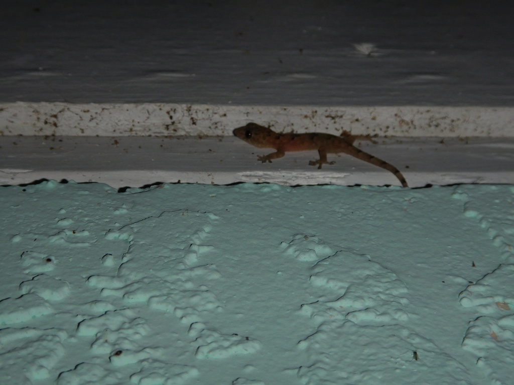 Tropical House Gecko from Crystal River, FL, USA on July 20, 2022 at 09 ...