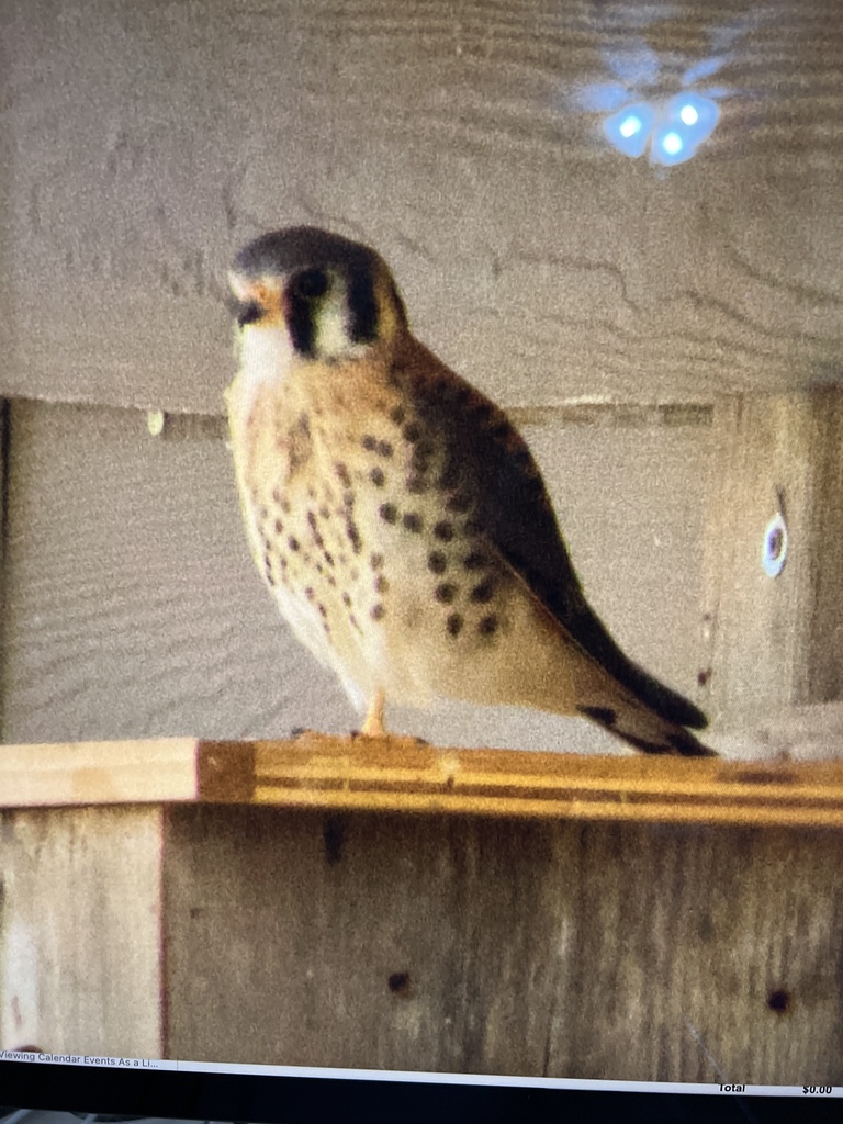 American Kestrel from Plains Conservation Center, Aurora, CO, US on ...