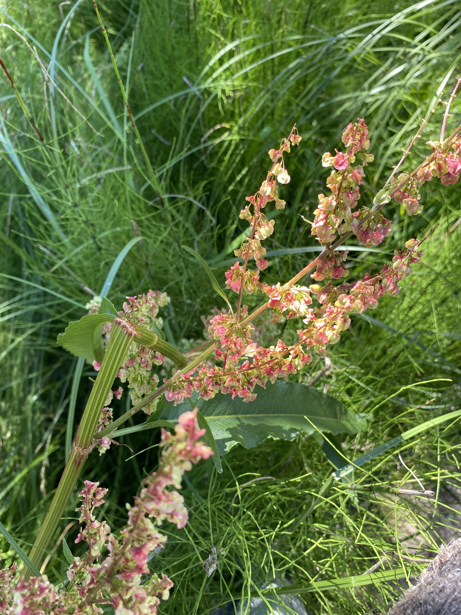 Rumex occidentalis (Michx.) S.Watson