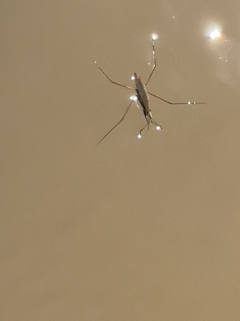 Common Water Strider from Mesa, Colorado, United States on July 29 ...