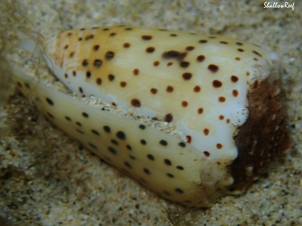 Flea-bitten Cone in June 2022 by Shallow Reef · iNaturalist