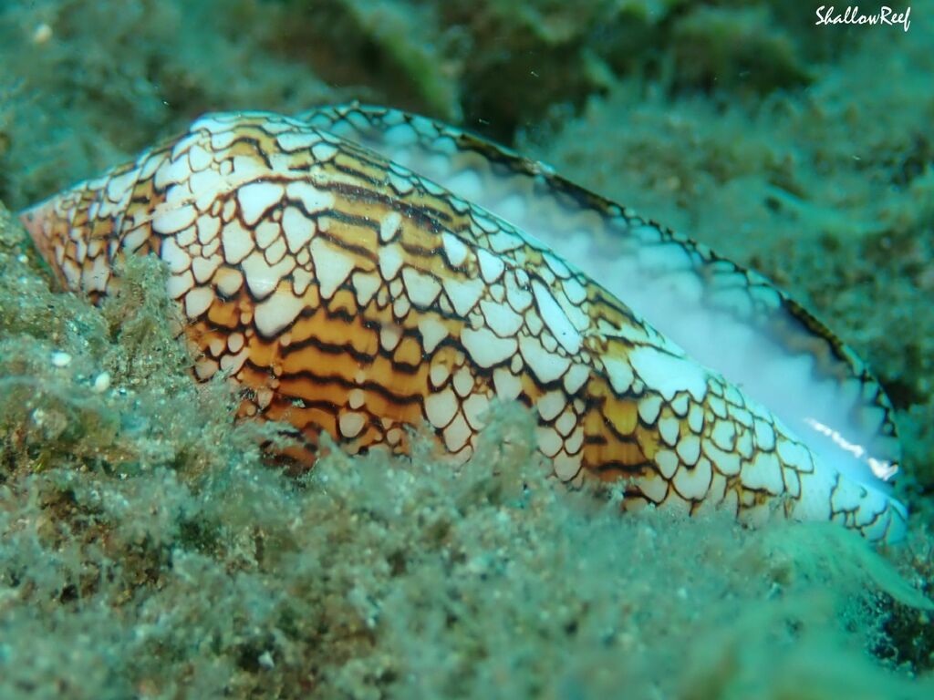 Textile Cone in June 2022 by Shallow Reef · iNaturalist