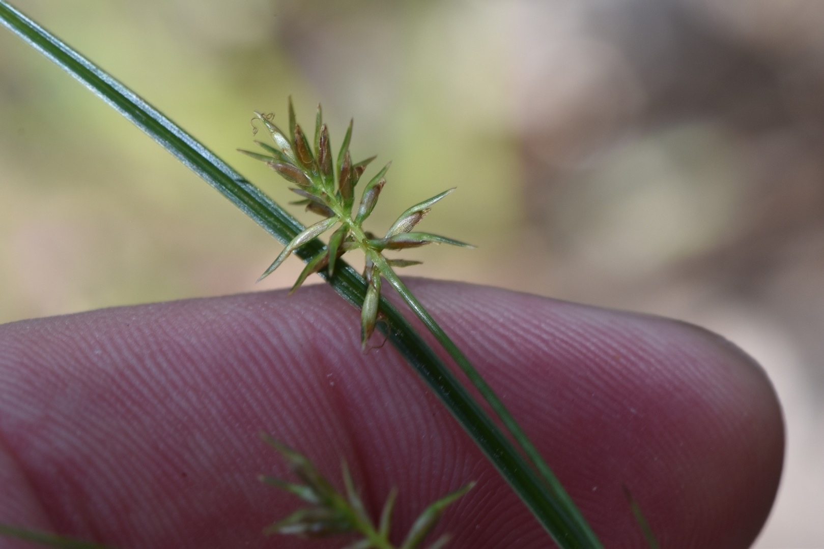 Cyperus retroflexus Buckley