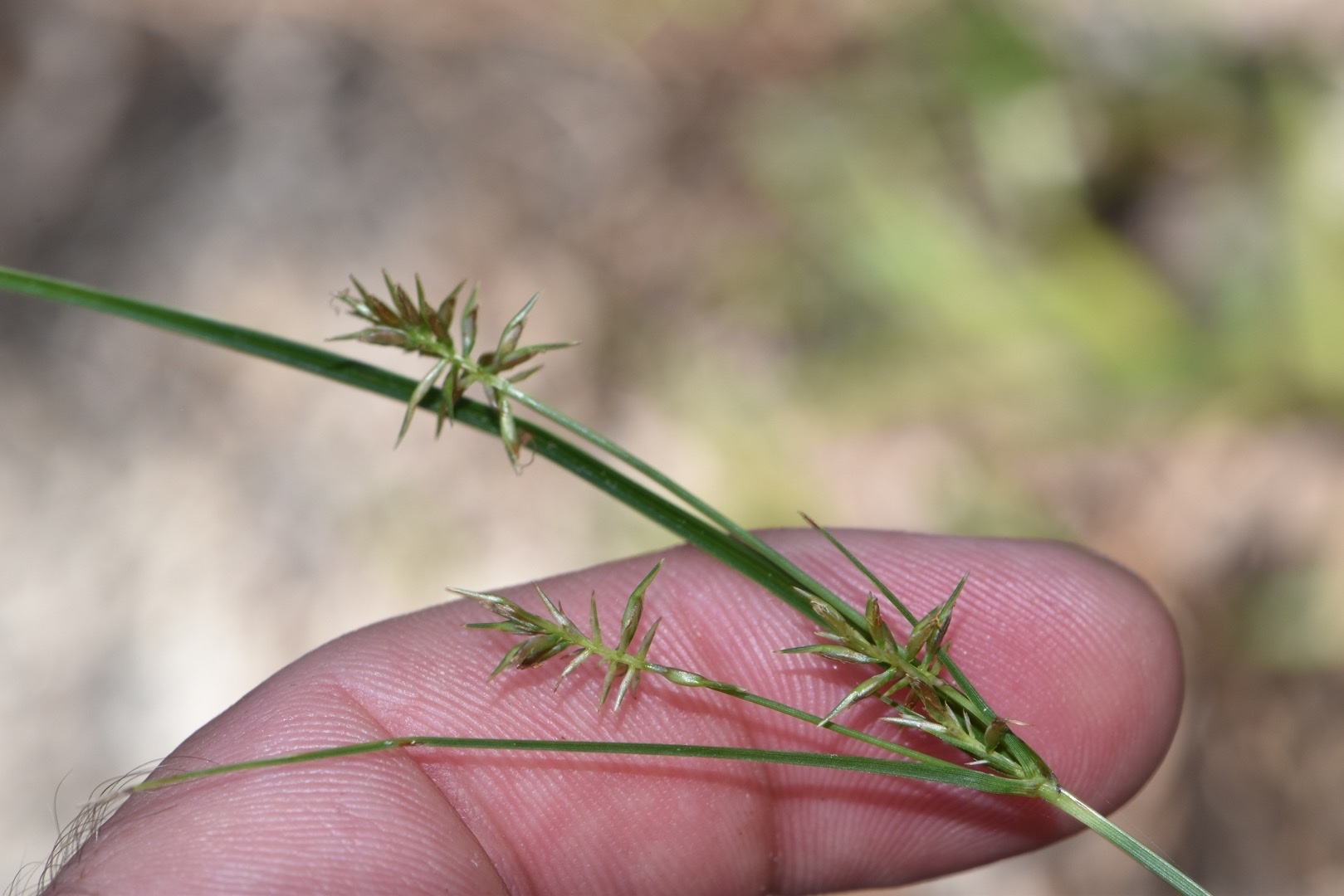 Cyperus retroflexus Buckley