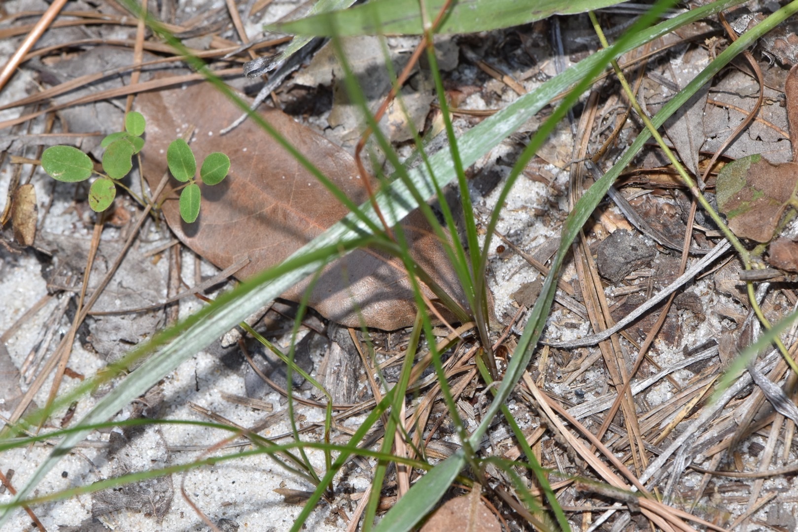 Cyperus retroflexus Buckley