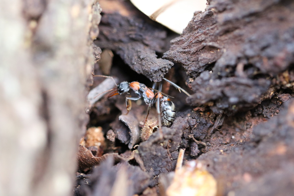 Jumping Jack Ant from Mooney Mooney NSW 2083, Australia on August 06 ...