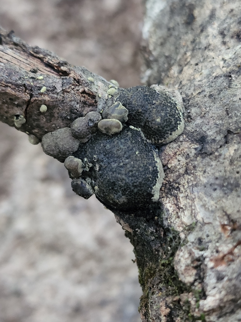 Annulohypoxylon annulatum from Bloomington, IN, USA on August 07, 2022 ...