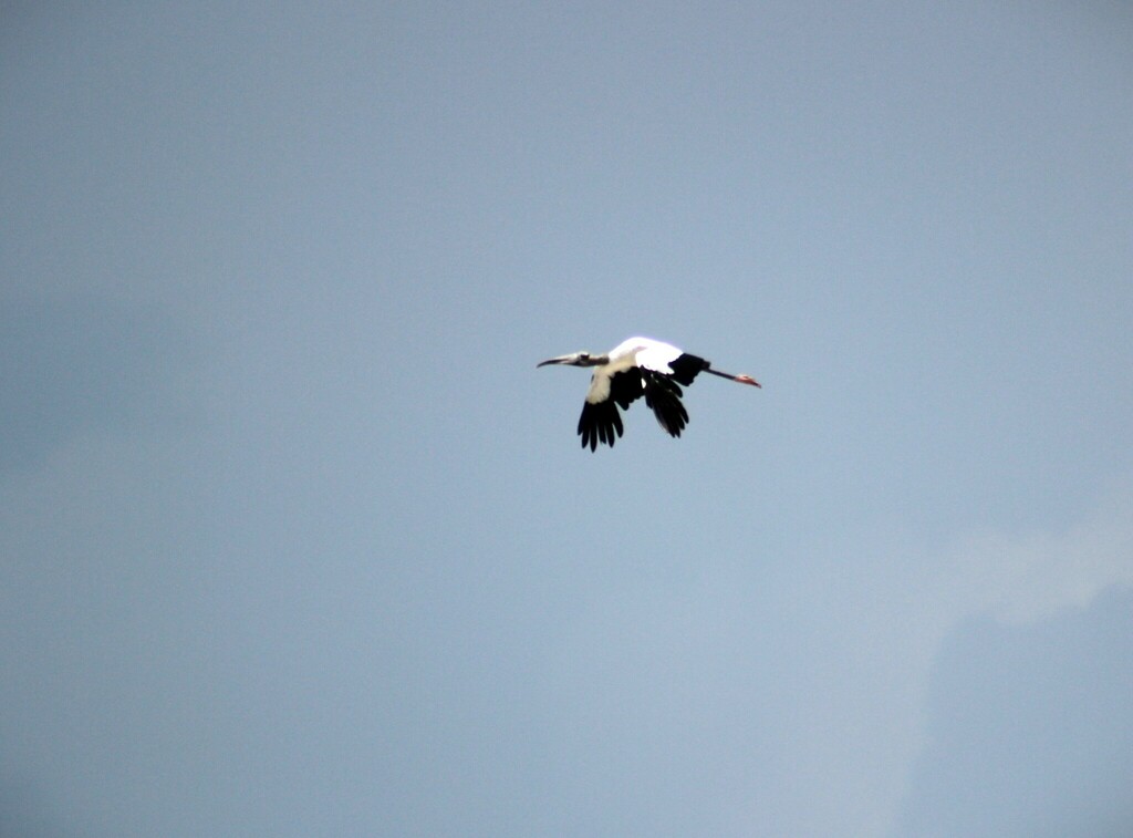 Wood Stork from Cameron County, TX, USA on August 06, 2022 at 01:56 PM ...