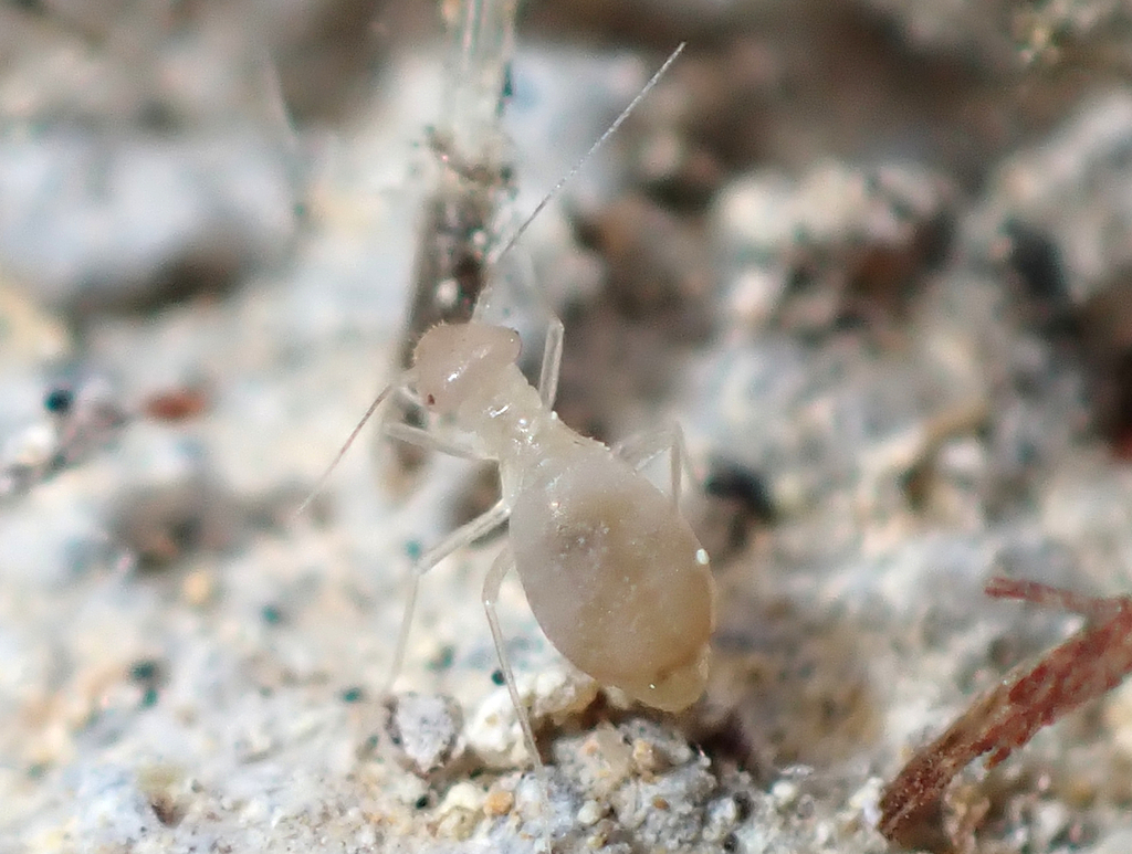 Barklice, Booklice, and Parasitic Lice in August 2022 by Saryu Mae. On ...