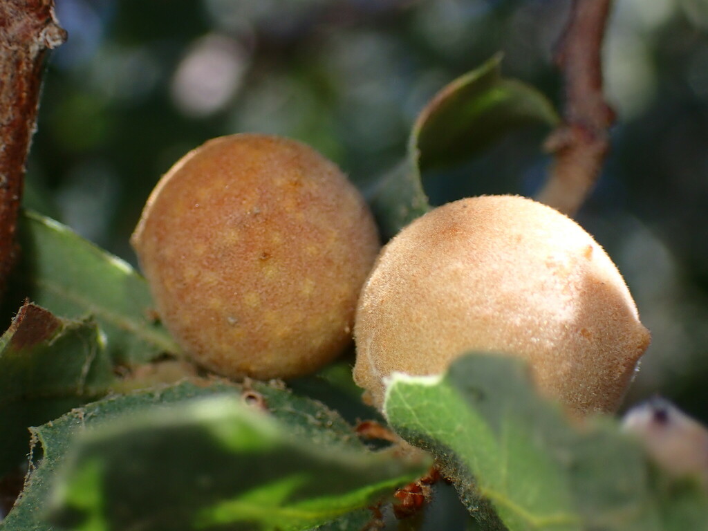 Beaked Twig Gall Wasp from Los Angeles County, CA, USA on August 07 ...