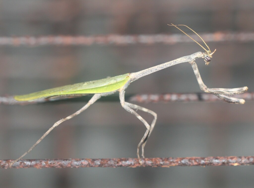 Texas Unicorn Mantis from South Side, Corpus Christi, TX, USA on August ...