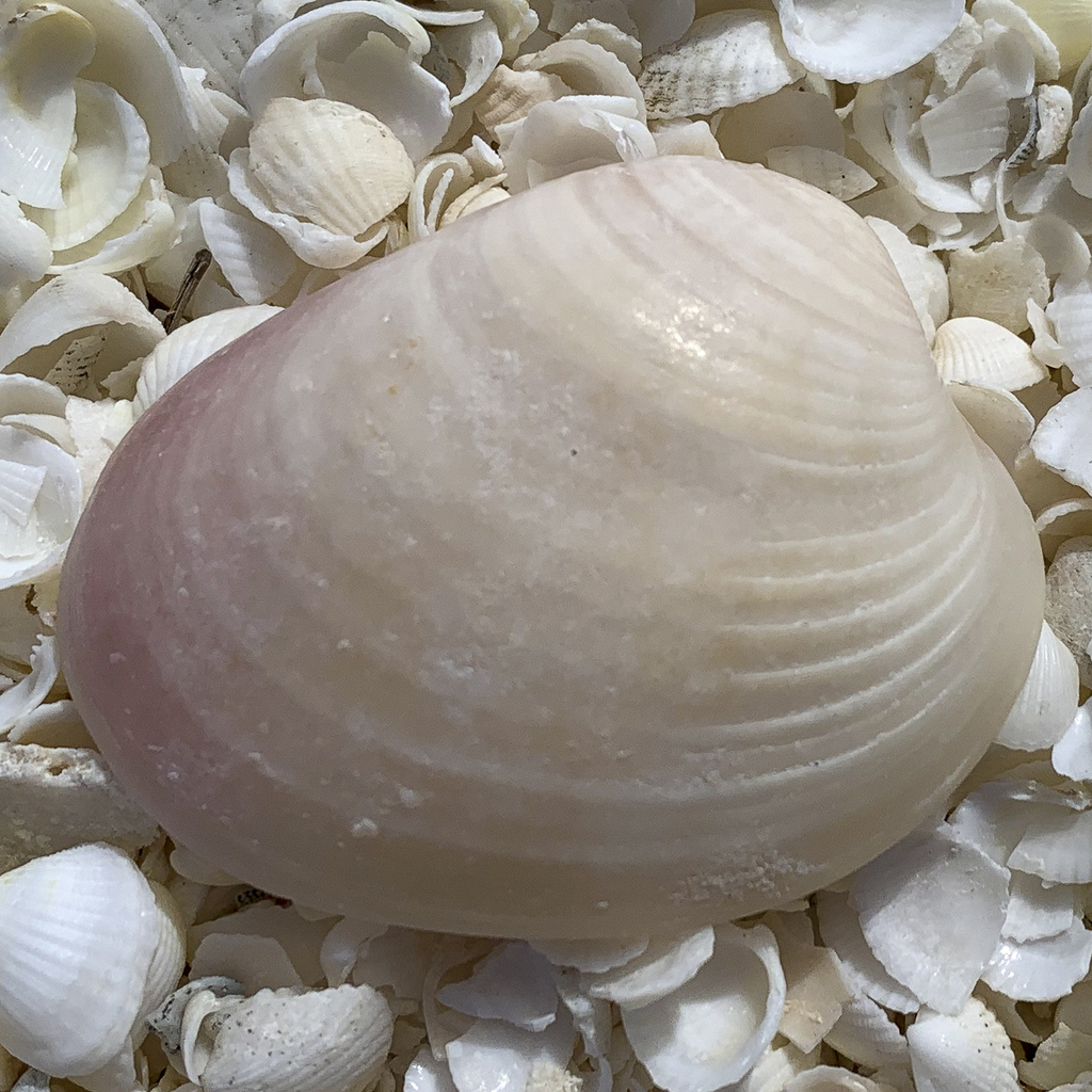 Venus Clams from Shell Beach, Francois Peron National Park WA 6537 ...