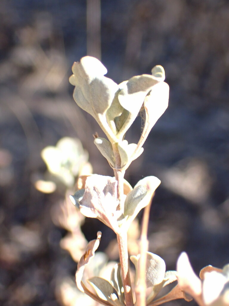 Dorr's Sage from Los Angeles County, CA, USA on August 7, 2022 at 02:43 ...