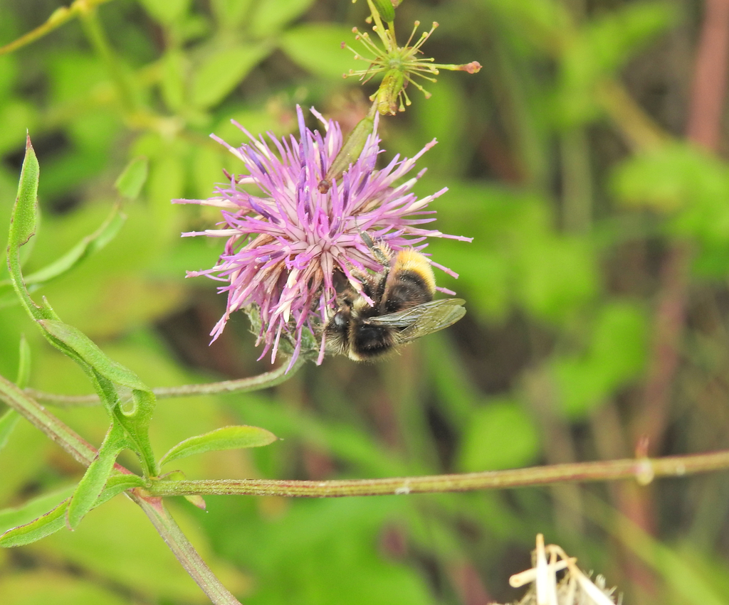 Red-tailed Bumble Bee from Karula, Valga, Estonia on August 07, 2022 at ...