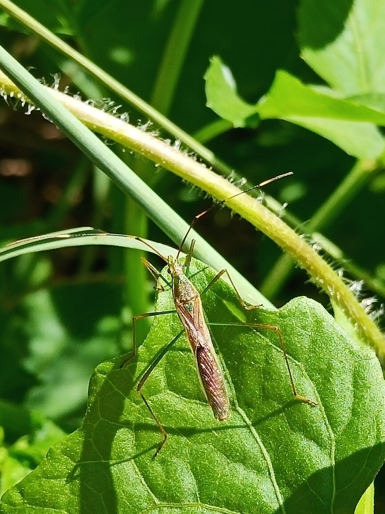 Paddy Bug from Yulin, TW-TA, TW on August 08, 2022 at 10:48 AM by 歐陽秀華 ...