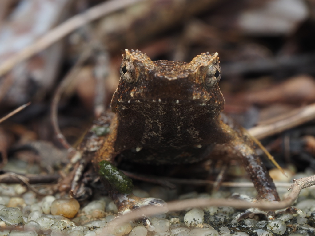 Short-legged Horned Toad in August 2022 by randall_f · iNaturalist