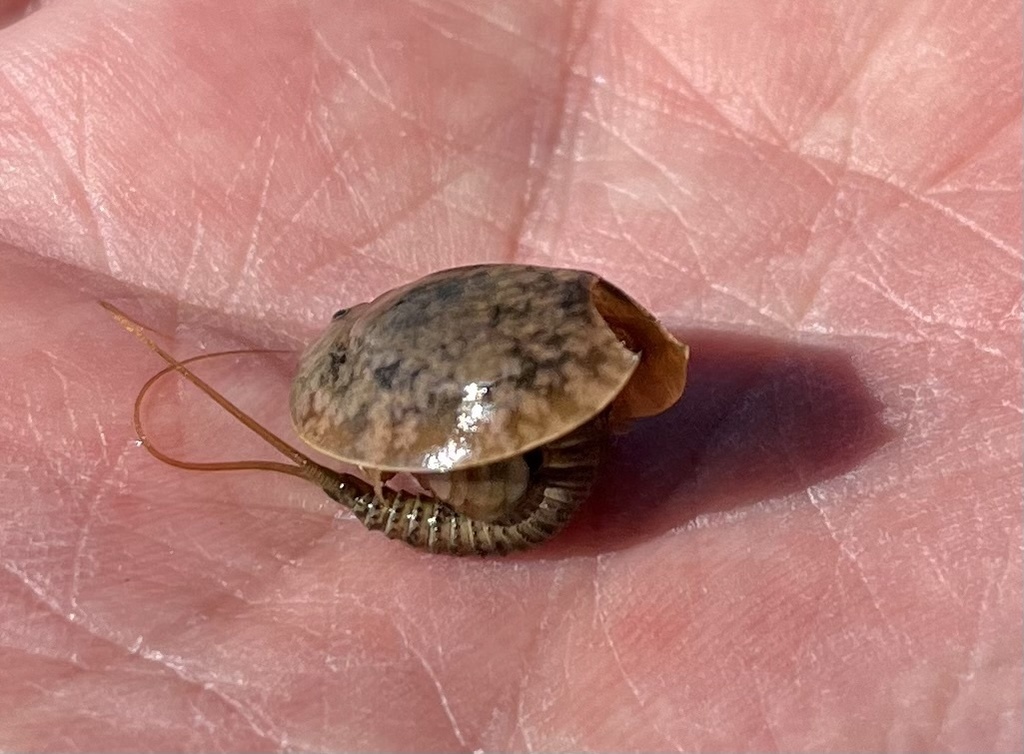 Arctic Tadpole Shrimp from Victoria Island, Cambridge Bay, NU, CA on ...