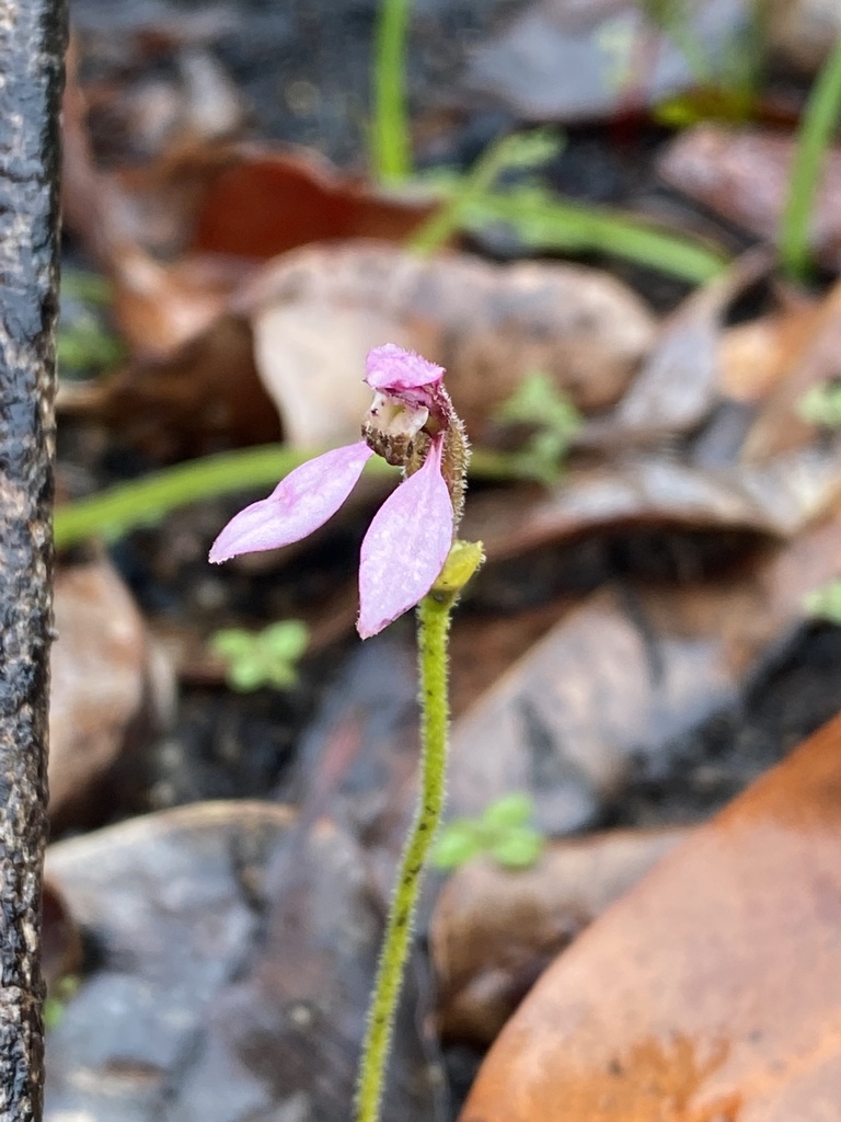 Eriochilus scaber scaber in August 2022 by Matt Goodwin · iNaturalist