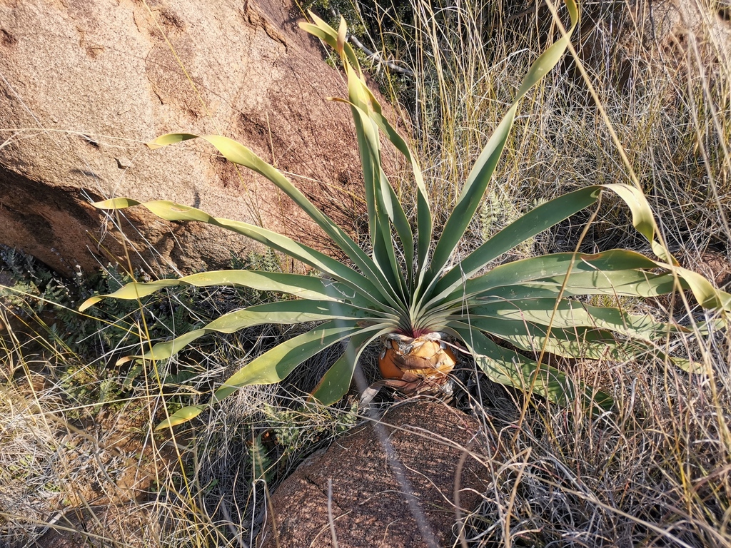 Poison-bulb from Central Karoo DC, South Africa on August 02, 2022 at ...
