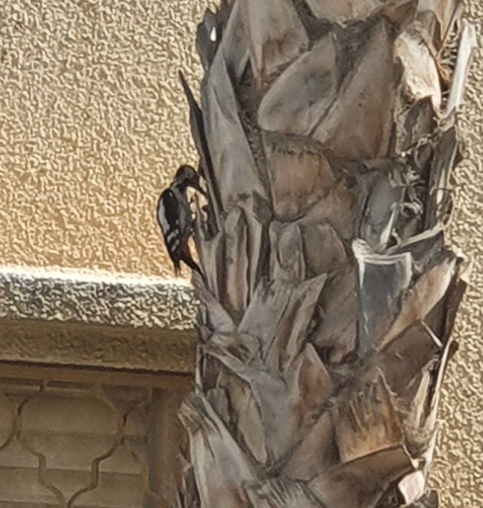 Syrian Woodpecker from Ya'akov Avinu/Alexander Yanai, Be'er Sheva ...